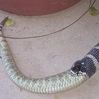 The Sadeian Woman: And the Ideology of Pornography by Angela Carter ...