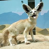 The Pumpkin Elf Mystery (Ready, Freddy!, #11) by Abby Klein | Goodreads