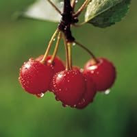 The Revenant by Michael Punke | Goodreads