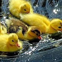 Scorpion Shards (The Star Shards Chronicles, #1) by Neal Shusterman ...