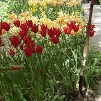 Born of the Sun: A Namibian Novel by Joseph Diescho | Goodreads