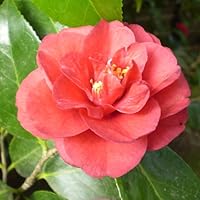 Rosa Lee: A Mother and Her Family in Urban America by Leon Dash | Goodreads