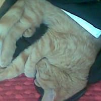 Yurugu: An African-Centered Critique of European Cultural Thought and ...