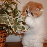 Amazing Agent Luna Vol. 1 by Nunzio DeFilippis | Goodreads