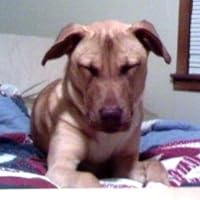 The Dog Who Wouldn't Be by Farley Mowat | Goodreads