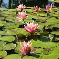 Just Breathe by Susan Wiggs | Goodreads