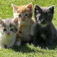 Deadly Stranger (Frightmares) by Peg Kehret | Goodreads