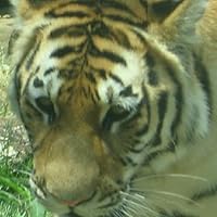 A Masterpiece for Bess (Tales of Pixie Hollow, #7) by Lara Bergen ...