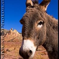 Crazy Loco by David Talbot Rice | Goodreads