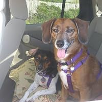 Gone to the Dogs: A Novel by Mary Guterson | Goodreads