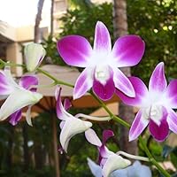 Strangers from a Different Shore: A History of Asian Americans by ...