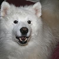 Zemindar by Valerie Fitzgerald | Goodreads