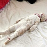 A Fire Upon the Deep (Zones of Thought, #1) by Vernor Vinge | Goodreads