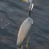 The Idea Factory: Bell Labs and the Great Age of American Innovation by ...