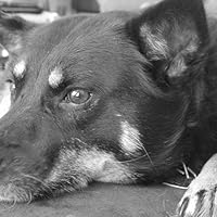 Eleven Days (Carl Houseman) by Donald Harstad | Goodreads