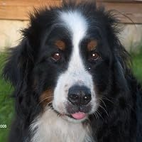 Flesh & Blood So Cheap: The Triangle Fire and Its Legacy by Albert ...