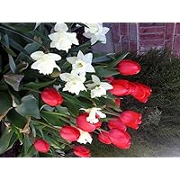 The Bewitching of Alison Allbright by Alan Davidson | Goodreads