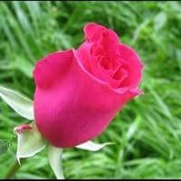 The Secret of Indigo Moon by G.P. Taylor | Goodreads