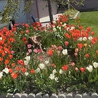 The Shunning (The Heritage of Lancaster County, #1) by Beverly Lewis ...