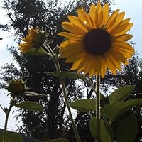 Voice Lessons: Classroom Activities to Teach Diction, Detail, Imagery ...