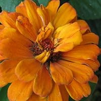 Sumitra's Story by Rukshana Smith | Goodreads