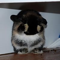 Searching for Whitopia: An Improbable Journey to the Heart of White ...