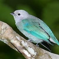 Simon Bloom: The Octopus Effect (Simon Bloom, #2) by Michael Reisman | Goodreads