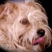 Human Chain by Seamus Heaney | Goodreads