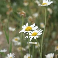 The Last Skin by Barbara Ras | Goodreads