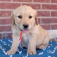 The Tillerman Saga: Homecoming / Dicey's Song / A Solitary Blue by ...