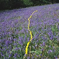 Life Before Life: A Scientific Investigation of Children's Memories of ...