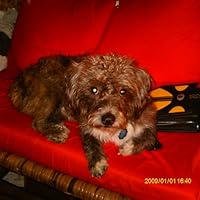 Dudes, the School Is Haunted! (Rotten School, #7) by R.L. Stine | Goodreads