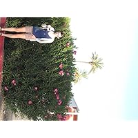 The Humble Little Condom: A History by Aine Collier | Goodreads