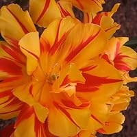 Basher Five-Two: The True Story of F-16 Fighter Pilot Captain Scott O ...