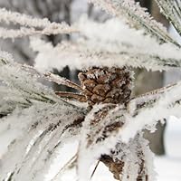 Dream Country by Luanne Rice | Goodreads