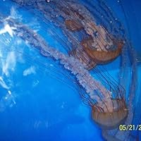 Moroni's Treasure (The Liahona Legacies, #1) by Tina Monson | Goodreads