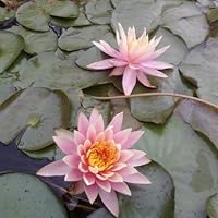 The Arcades Project by Walter Benjamin | Goodreads