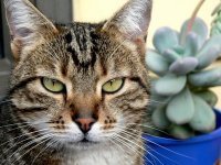 The Depths: The Evolutionary Origins of the Depression Epidemic by ...