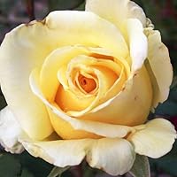 The Battle for Rondo (Rondo, #3) by Emily Rodda | Goodreads