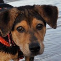 Up the Duff: The Real Guide to Pregnancy by Kaz Cooke | Goodreads