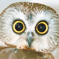 Ragdolls by Henry Golde | Goodreads