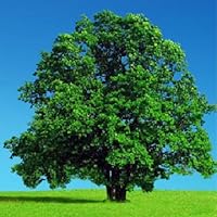 The Sweetest Fig by Chris Van Allsburg | Goodreads