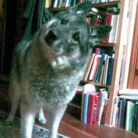 Return to Auschwitz by Kitty Hart | Goodreads