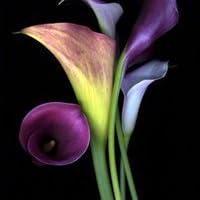 What the Night Knows (What the Night Knows, #1) by Dean Koontz | Goodreads