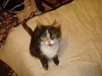 To Kill a King (Master of War #8) by David Gilman | Goodreads