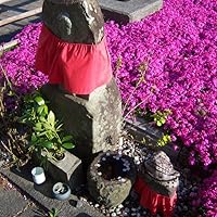 Riding the Black Cockatoo by John Danalis | Goodreads