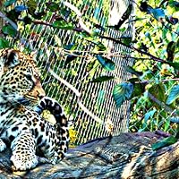 Black Dragon Codex (Dragon Codices, #3) by R.D. Henham | Goodreads