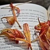 Sadiq and the Desert Star by Siman Nuurali | Goodreads