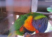 The Real Thing by Brian Falkner | Goodreads