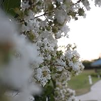 African/Black psychology in the American context: An African-centered ...